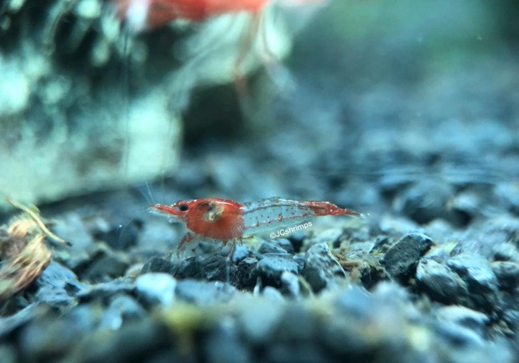 Red rili low grade - JCshrimps